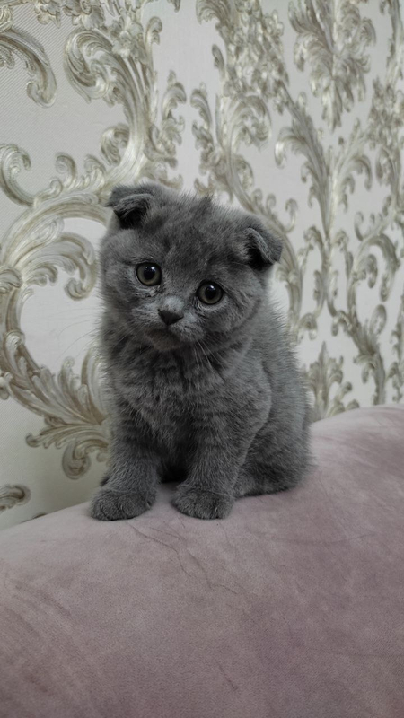 Скотиш фолд продается