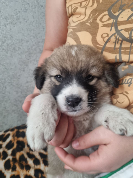 Продам алабая две недели