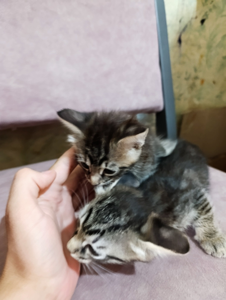 Отдаем котят двух девочек