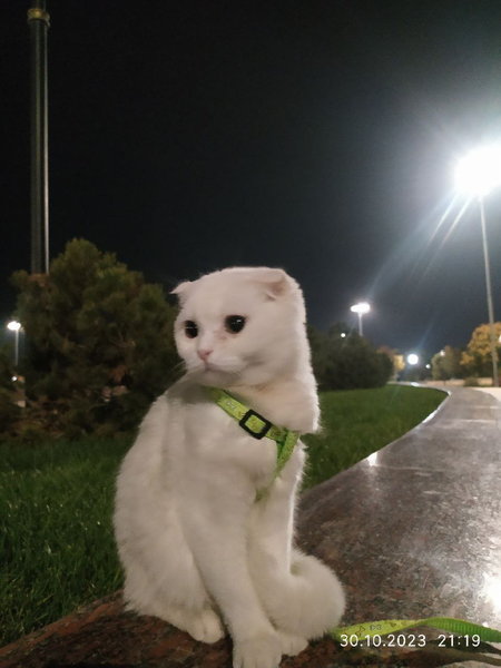 Скоттиш фолд шотландская вислоухая кошка