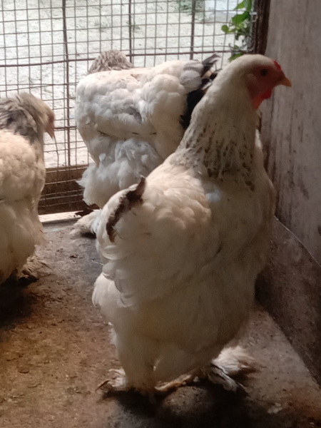 Продам молодых курей и петухов породы брама все прививки зделаны !