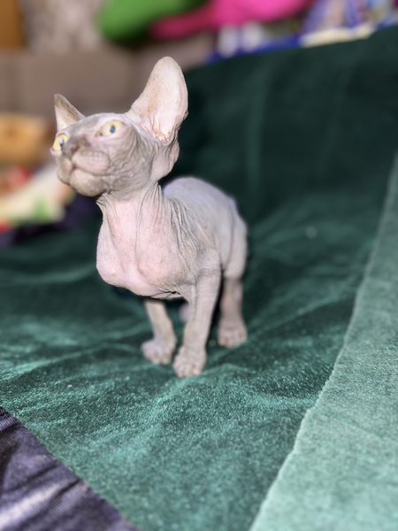 Срочно продаётся котёнок.