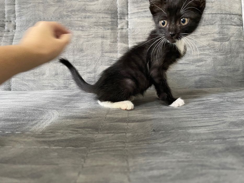 Отдам кота в хорошие руки