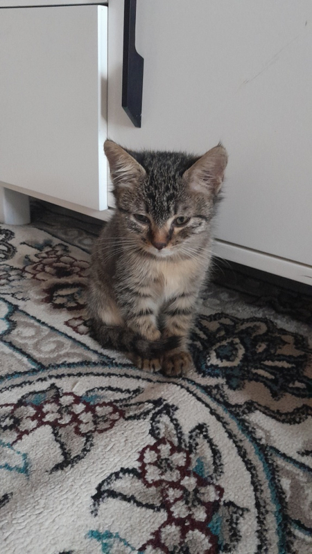 Котёнок мальчик 2 месяца