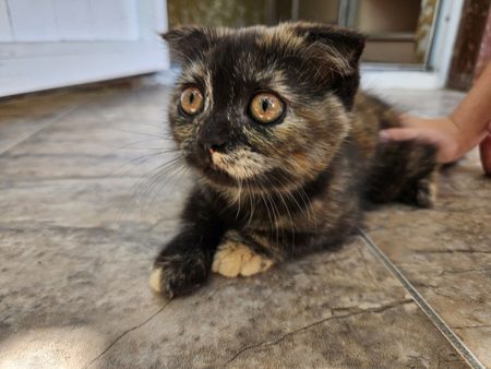 котята в ташкенте