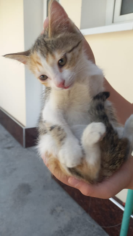 Котята даром в добрые руки