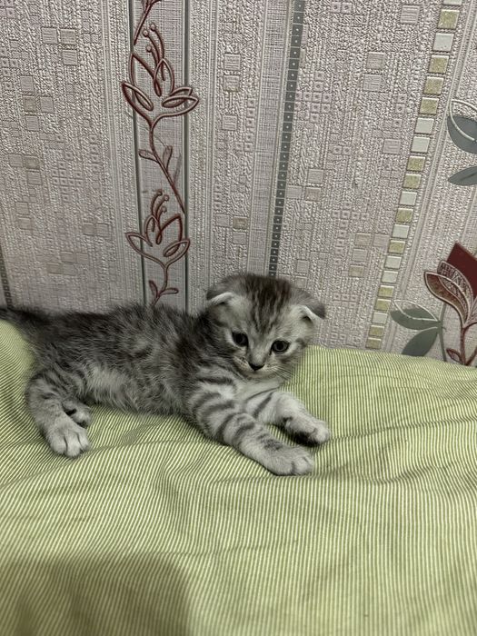 Мушук шотлантский боллари сотилади…….