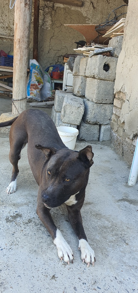 Pitbull zotdor iti