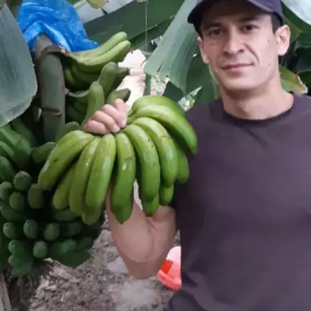 Banan ko'chat          .