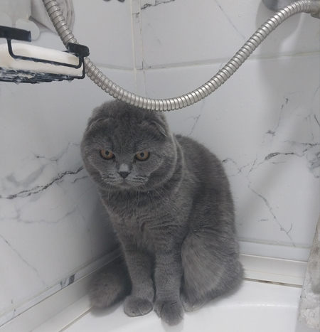 Скоттиш фолд, мальчик