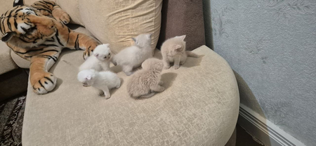 Zotli mushukchalar sotiladi,skottish fold va Persian bolalari