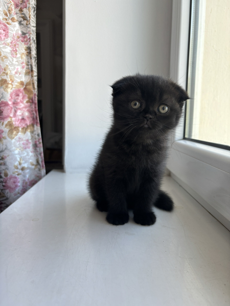 Продам котят