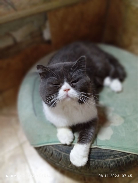 Продается котёнок
