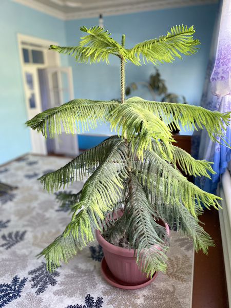 Gul nomi ArioCaryo ajoyib gul boyi 1.50 sm qanoti 5 talik