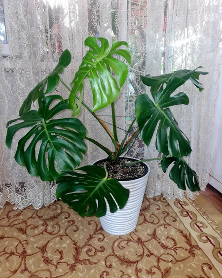 Продаётся Монстера