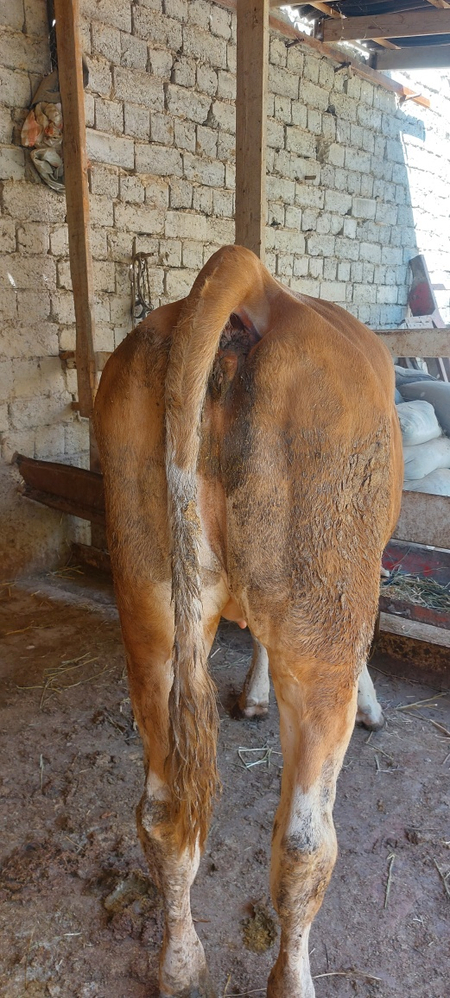 Toza semental parodali urgpoch mol sotiladi