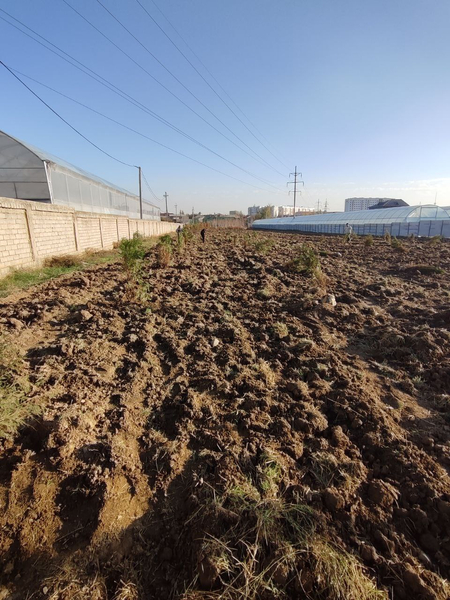 Yer maydoni bor hamkorlika 1gt yonalish manzarali koʻchatlar landshaft