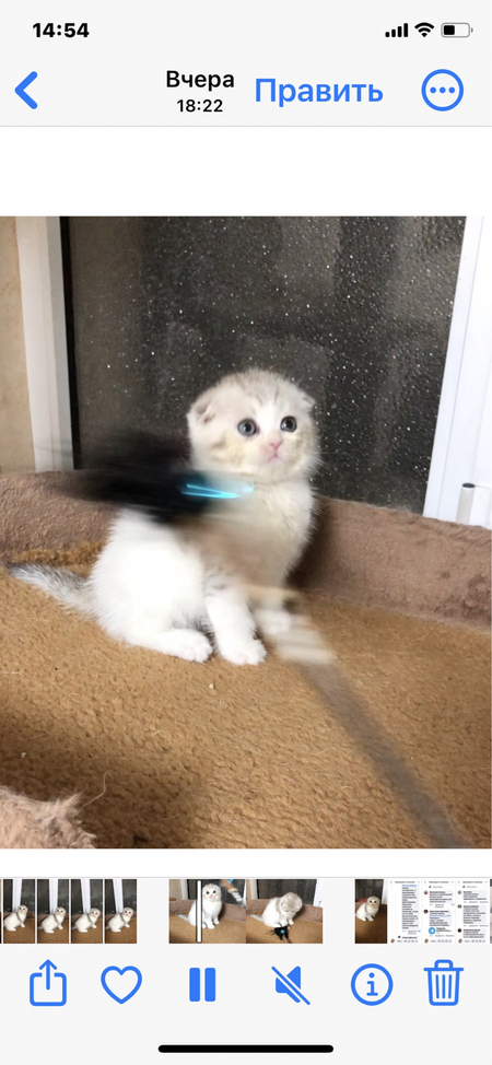Скоттиш фолд! Мальчик!