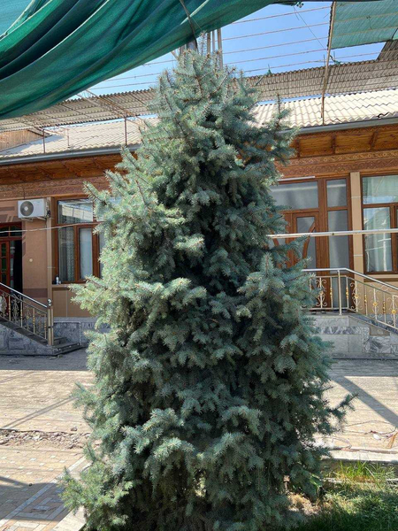 Арча Голубой Йел