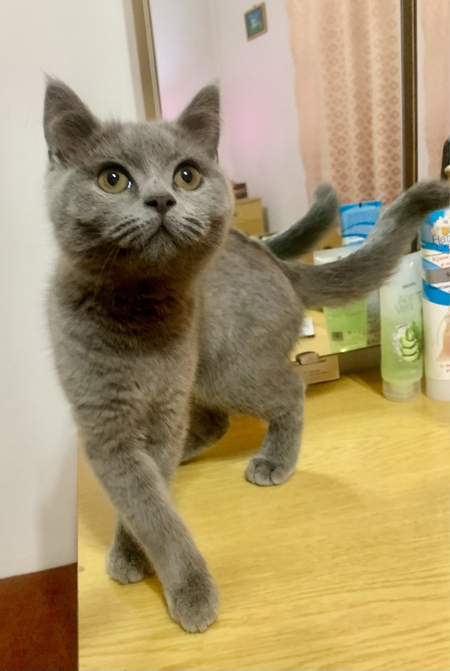 Продается котенок Скоттиш-страйт!
