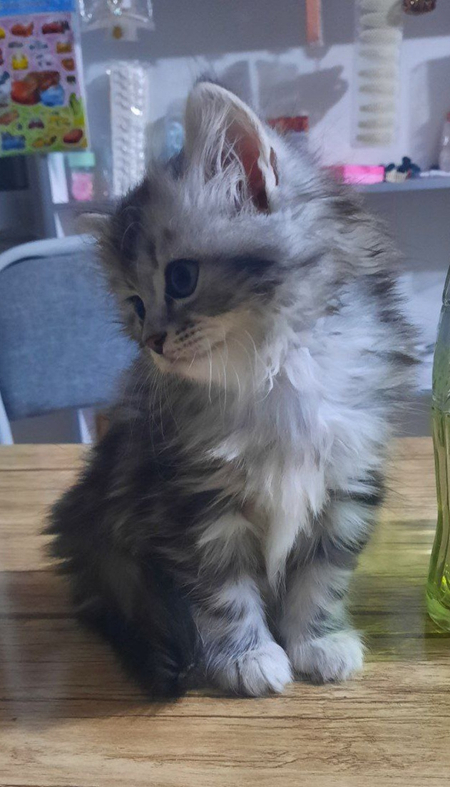 Шотландский прямоухий котёнок