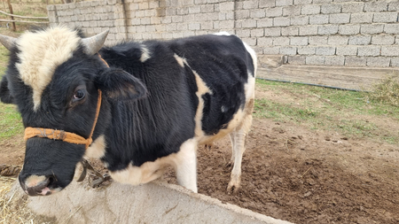 Buqa sotiladi 1 yarim yashar