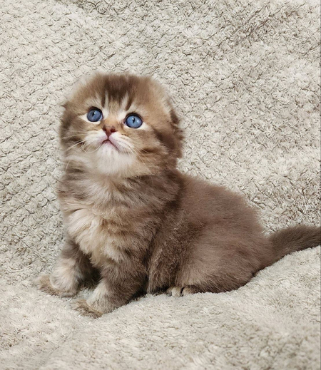 Котенок шиншиллы девочка