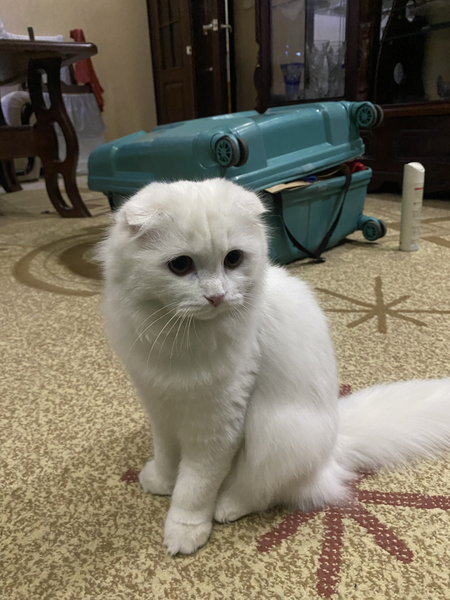 Продается кошка