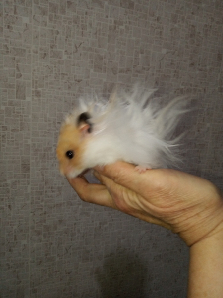 Хомячки ангорские