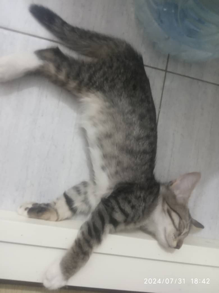 Пристраиваю котят в добрые руки.