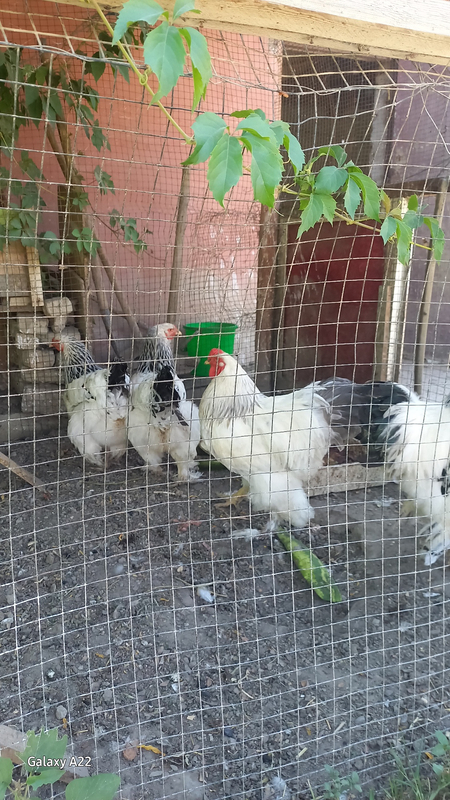 Срочно продаю курей брамо