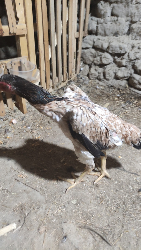 Makiyon sotiladi