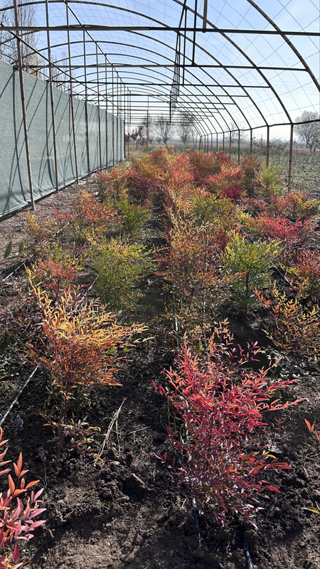 Nandina нандина