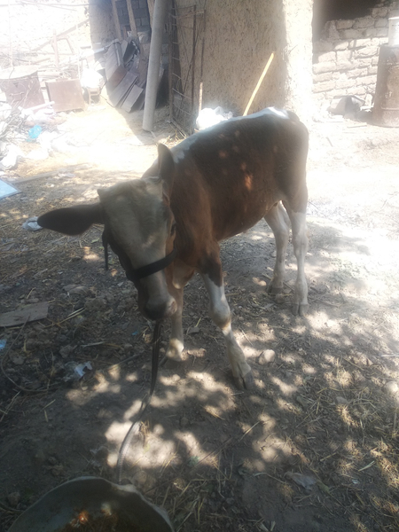 Buqacha sotiladi
