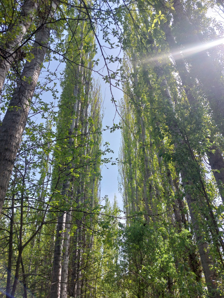 Terak Sotiladi , kelishamiz