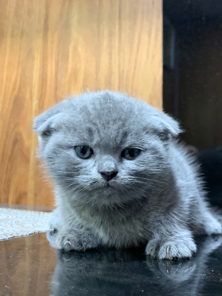 Шотландская вислоухая кошка