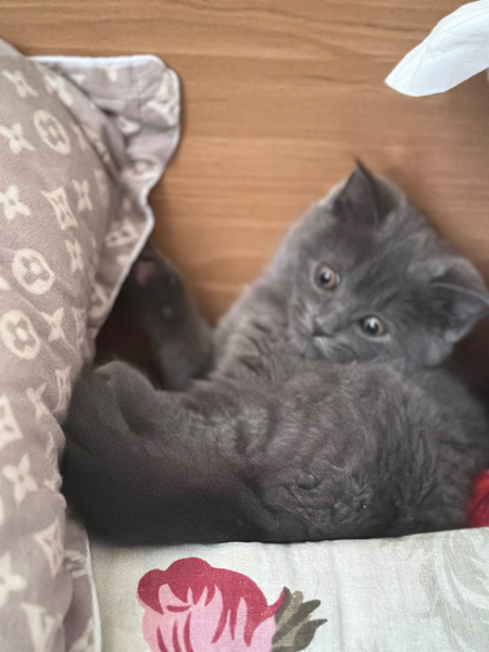 parodistiy koshka malchik