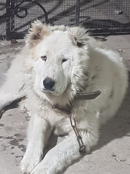 Алабайчик на вязку