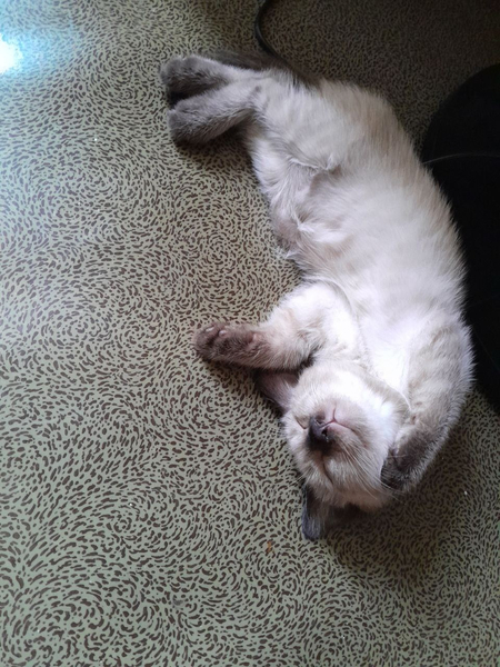 Котики продаётся