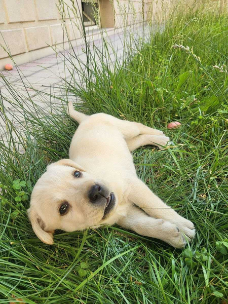 Labrador Retriever  6 oy