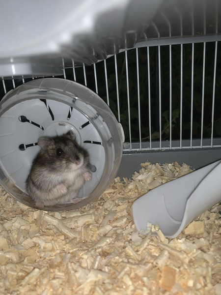 Продам хомяка hamsterbot