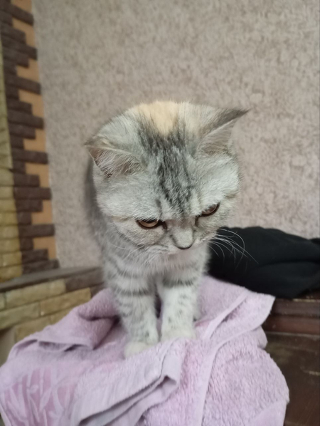 Кошка породы шиншиллы возраст 5 месяцев