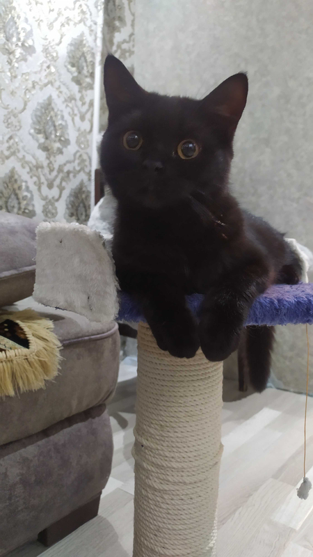 Продам породистых котят