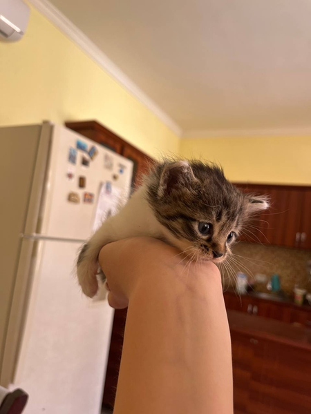 Отдам котят в добрые руки