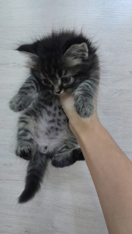 Сибирский котёнок мальчик