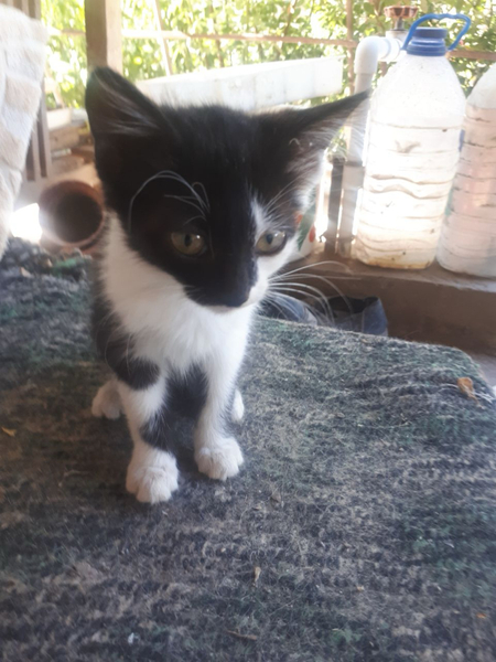 Котята Бесплатно