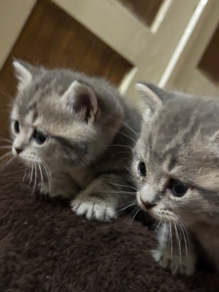 Скотиш Страйт шиншилла мальчики