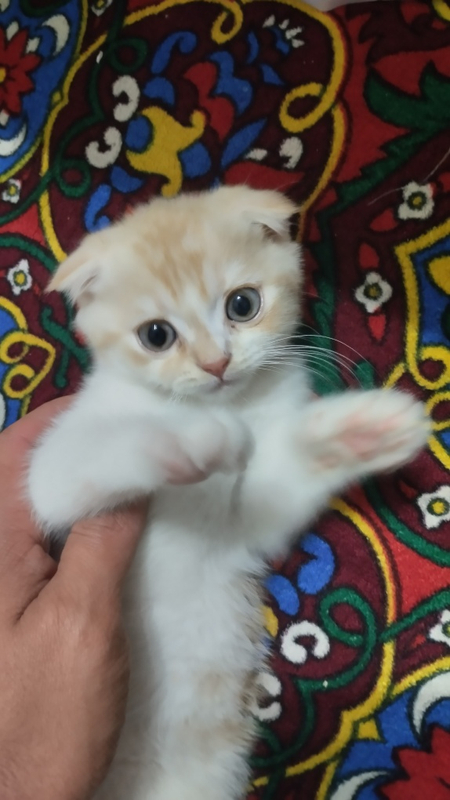 Mushuk bolasi paridiyasi yaxshi komplekt beriladi.