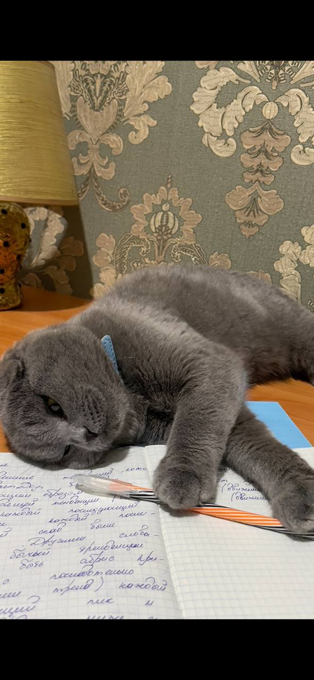 Кот Британский.скотиш фолд