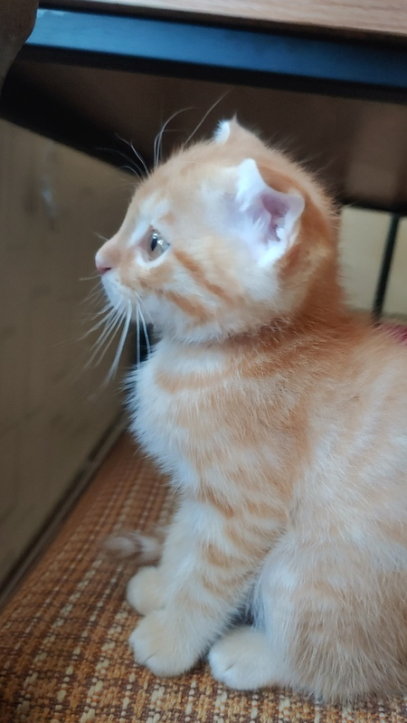 Mushukchalar. Котёнки маленькие
